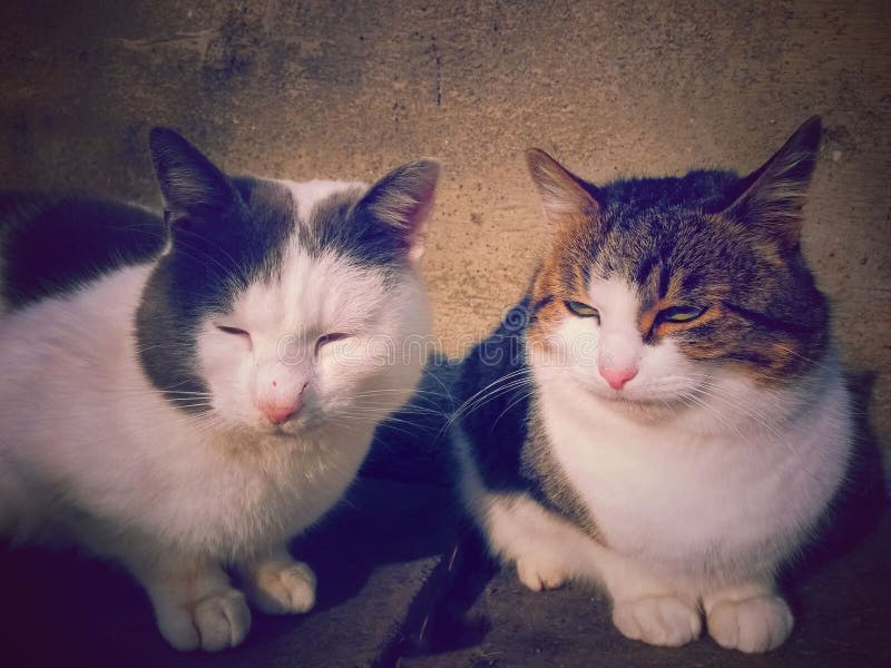 Cat Sitting in Comfortable Place at the Court Stock Photo - Image of ...