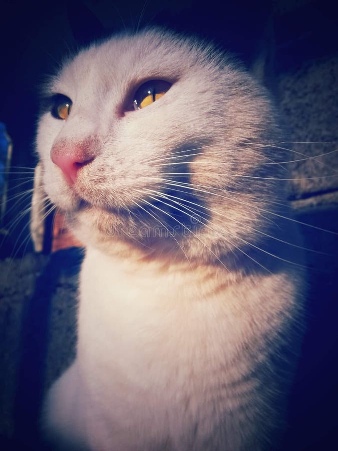 1,370 Cat Court Stock Photos - Free & Royalty-Free Stock Photos from ...