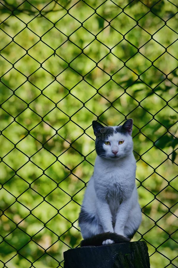 1,370 Cat Court Stock Photos - Free & Royalty-Free Stock Photos from ...