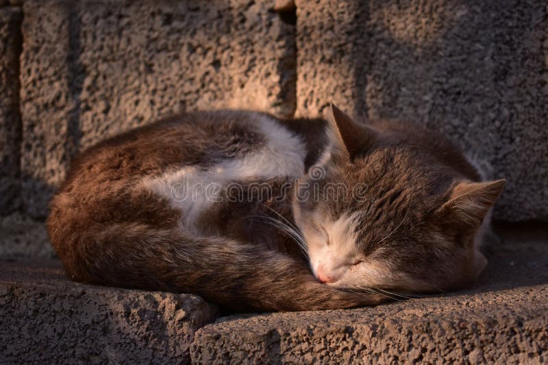 1,370 Cat Court Stock Photos - Free & Royalty-Free Stock Photos from ...