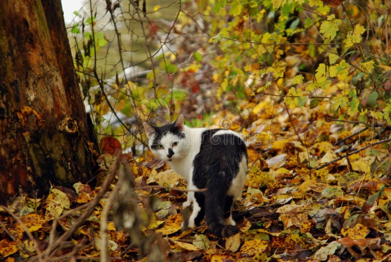 1,370 Cat Court Stock Photos - Free & Royalty-Free Stock Photos from ...