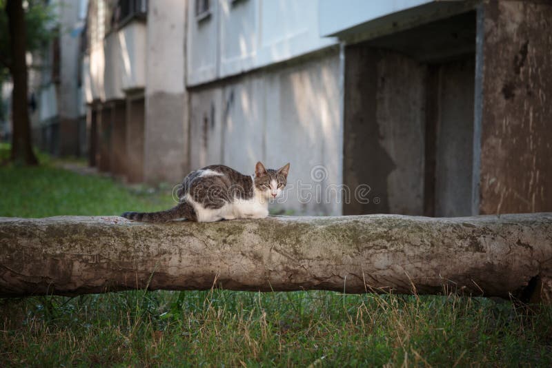 The Cat is Sitting on a Concrete-insulated Pipe Stock Image - Image of ...