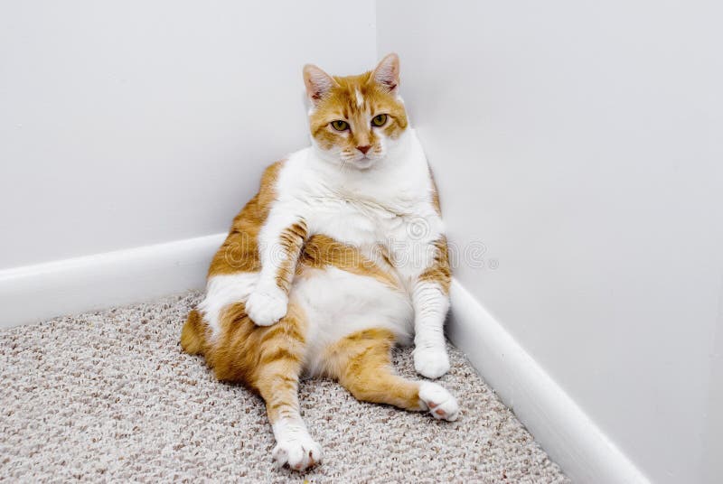 14,433 Fat Cat Stock Photos - Free & Royalty-Free Stock Photos from ...