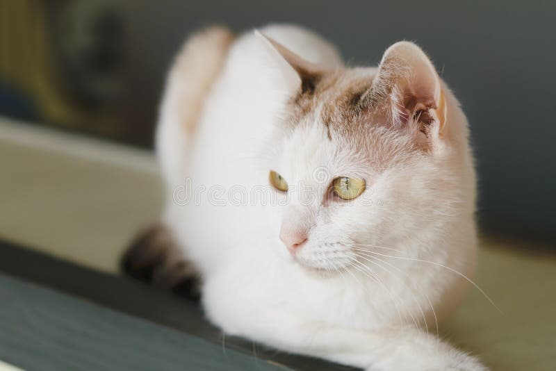 Cat sitting at the counter stock image. Image of domestic - 142838529