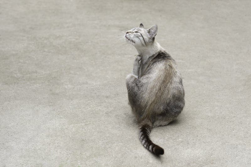 Tiger Scratching a Pole while Standing on Its Hind Legs. Tiger Standing ...
