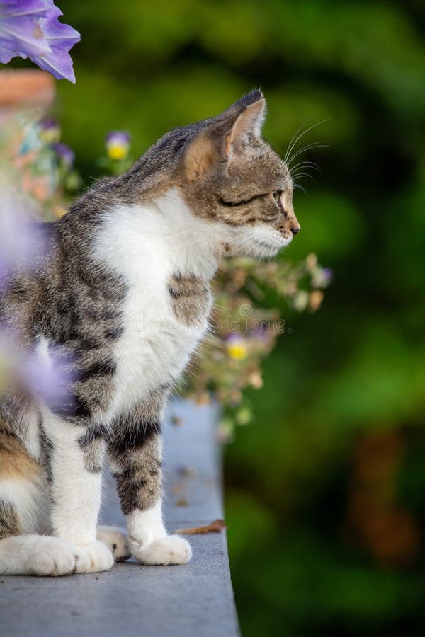 Cat Sitting on the Edge of Our Terras Stock Image - Image of mammal ...