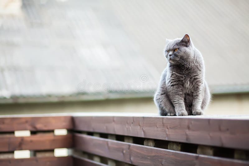 Cat Sitting Edge Parapet Stock Photos - Free & Royalty-Free Stock ...