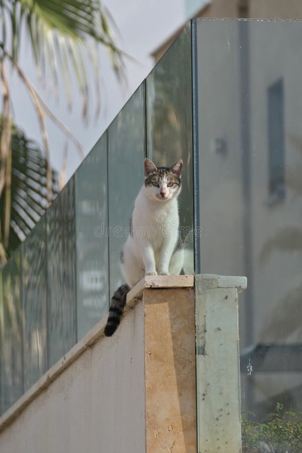 Cat Sitting on the Edge of a Wall. Stock Photo - Image of animal, short ...