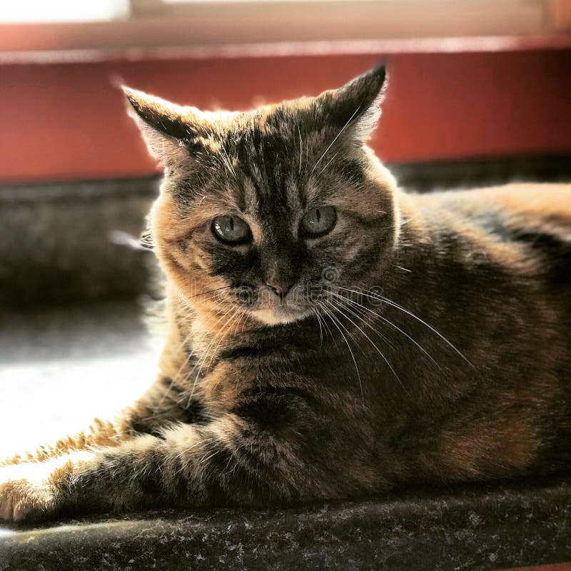 Cat stock photo. Image of facing, front, look, ground - 139663034