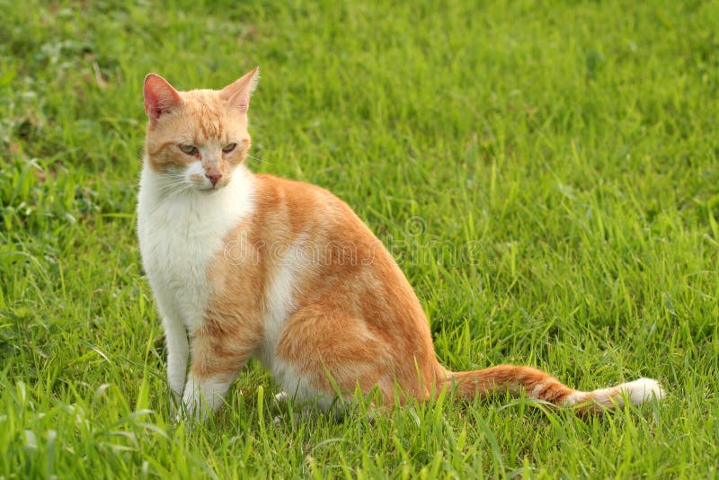 Cat Sitting in a Field of Grass Stock Image - Image of grass, head: 5137073