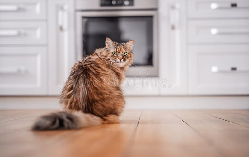Cat Sitting on the Floor in the Kitchen Stock Photo - Image of love ...