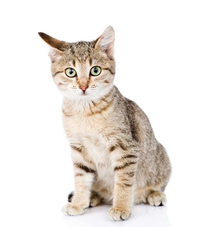 Cat Sitting in Front and Looking at Camera. Isolated on White Stock ...
