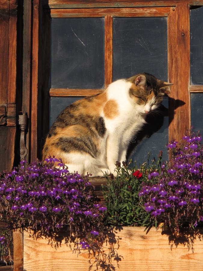 Cat Sitting in Front of a Old Window Stock Photo - Image of relaxing ...