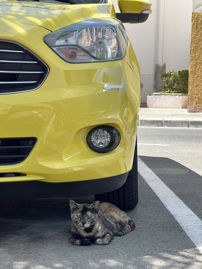 A Cat is Sitting in Front of a Yellow Car. Aware of Run Over an Animal ...
