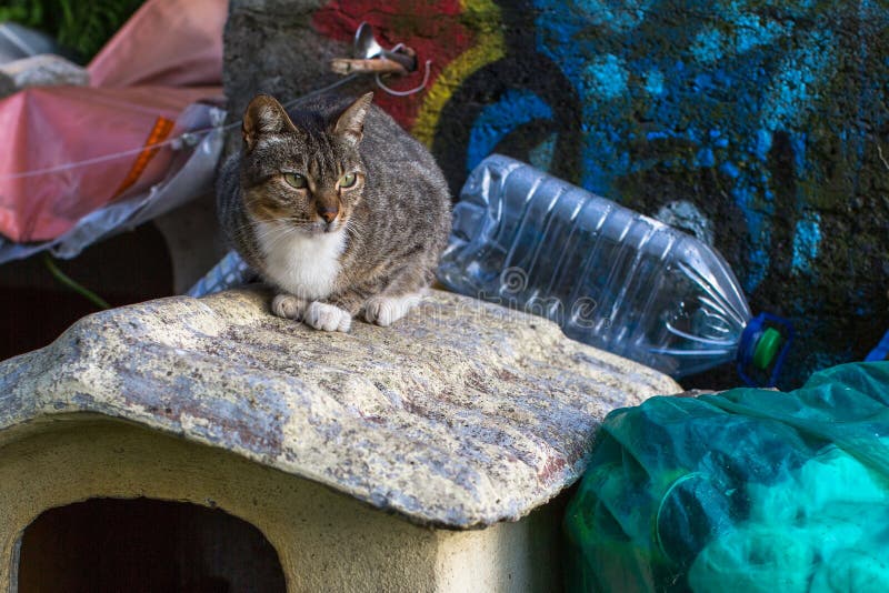 Cat Sitting on the Garbage Dump. Stock Image - Image of bags, animal ...