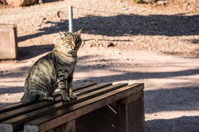 Cat Sitting on the Garden Bench Stock Photo - Image of creature ...