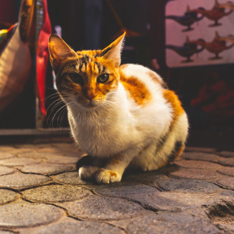 A Cat Sitting on the Ground Stock Photo - Image of brown, beauty: 140475472