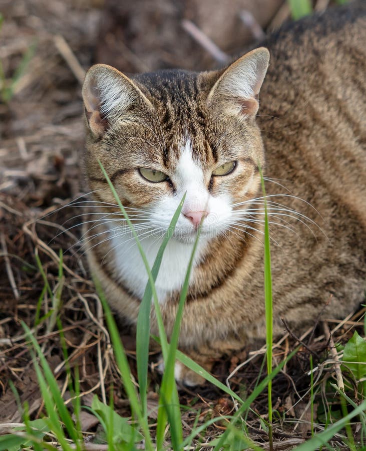 The Cat is Sitting on the Ground. Stock Photo - Image of outdoor, green ...