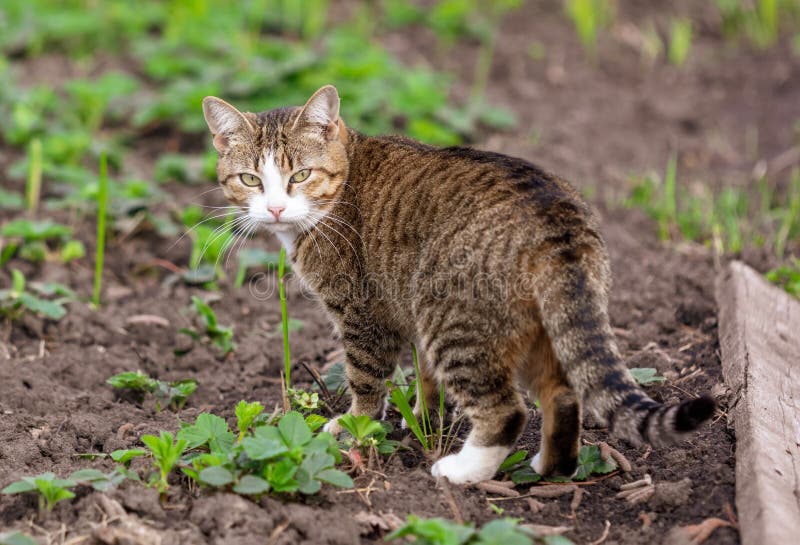 The Cat is Sitting on the Ground. Stock Photo - Image of cute, wildlife ...