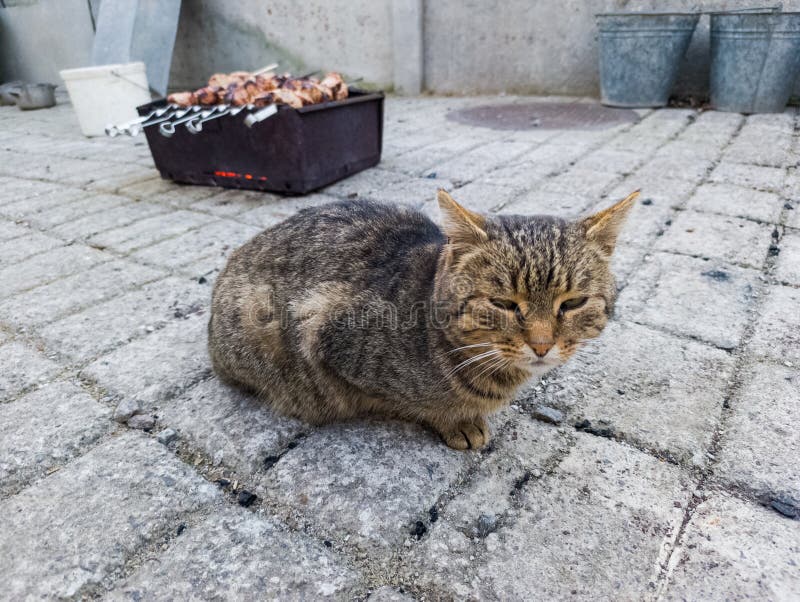 A Cat Sitting on the Ground Next To a Grill Stock Photo - Image of ...