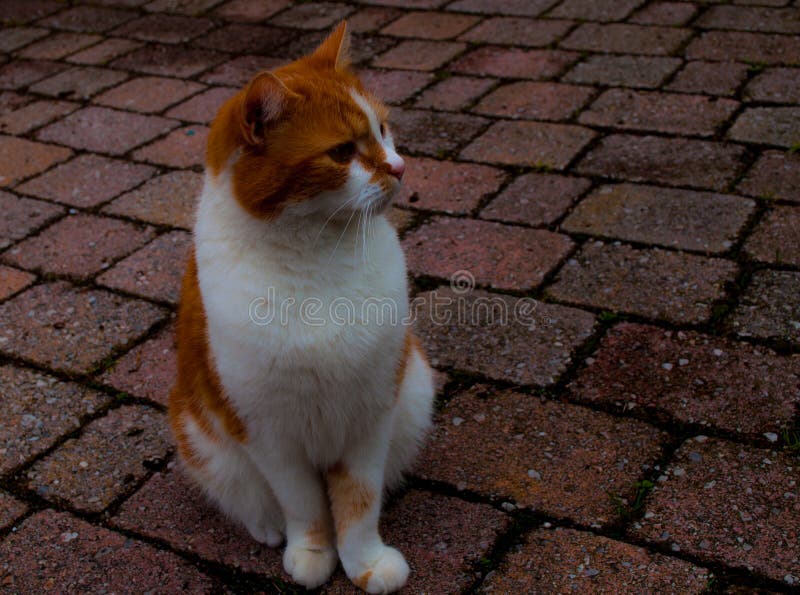 Cat sitting on the ground stock image. Image of standing - 147973551