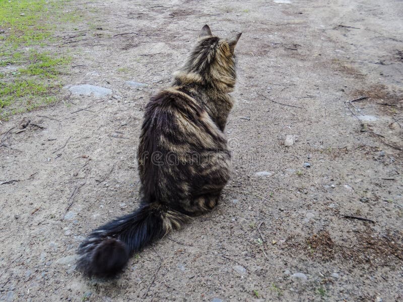 Cat stock photo. Image of ground, sitting, kitten, sulk - 51208738