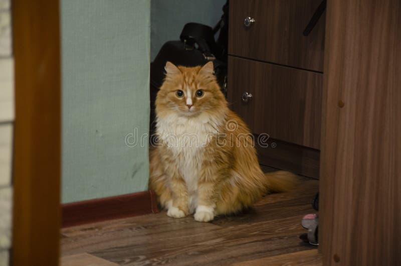 Cat sitting in the hallway stock image. Image of looking - 164936789