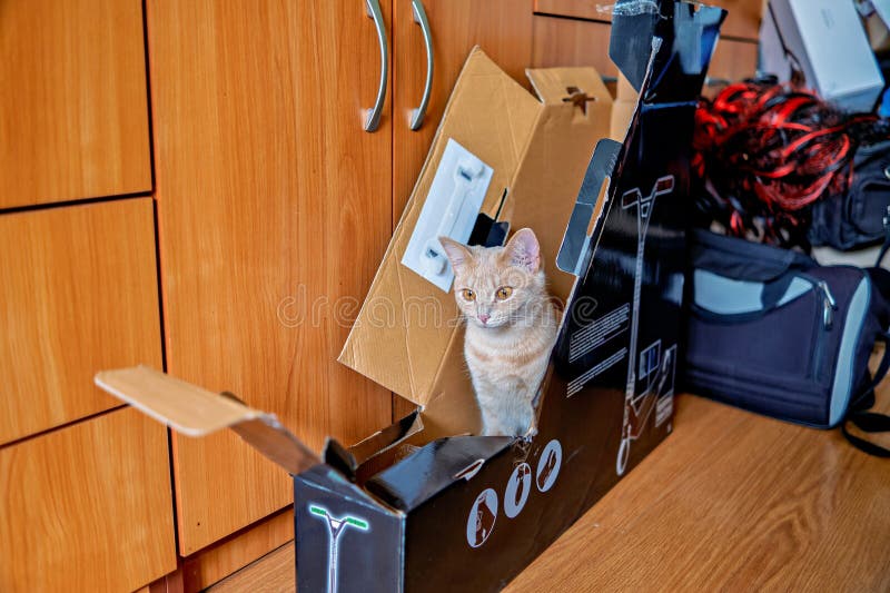 A Cat Sitting Inside of a Cardboard Box on the Floor Stock Photo ...