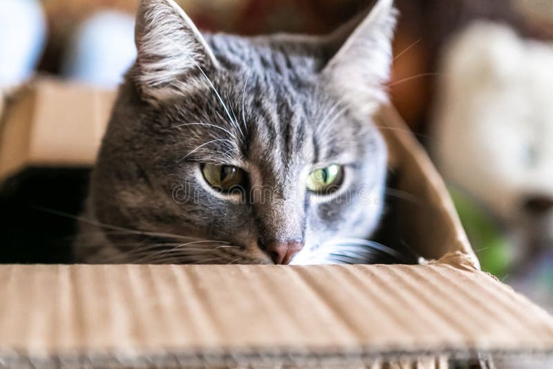 Cat Sitting Inside of Cardboard Box Stock Image - Image of sitting ...