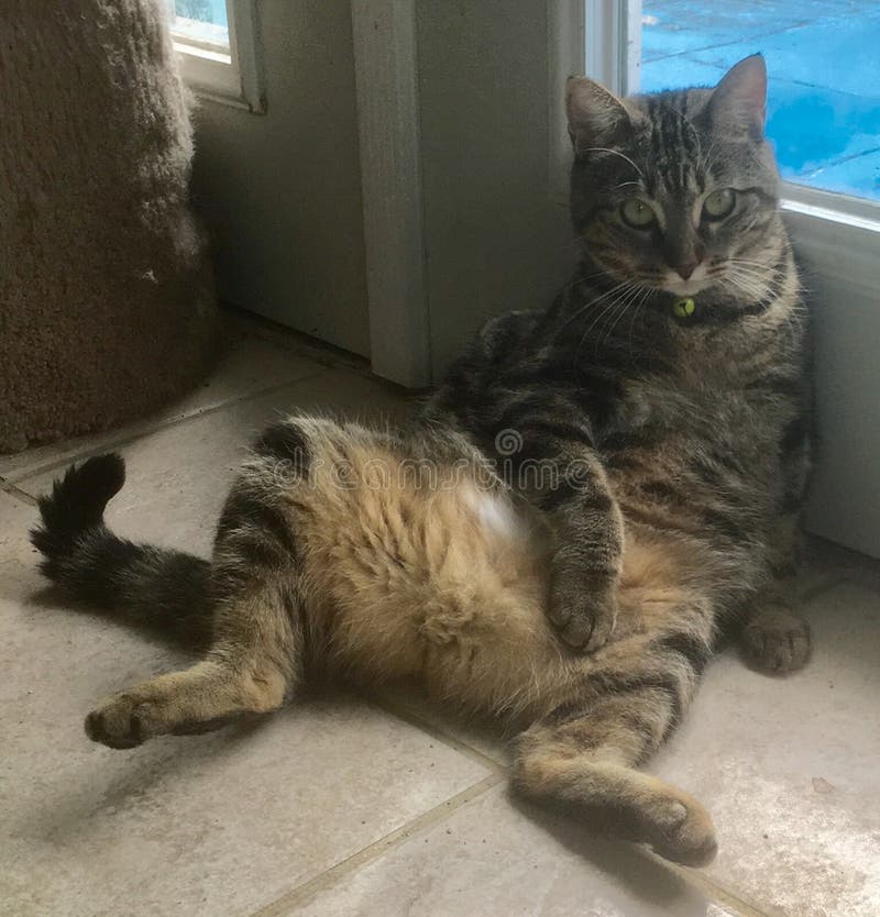 Cat sitting like human stock image. Image of adorable - 139142437