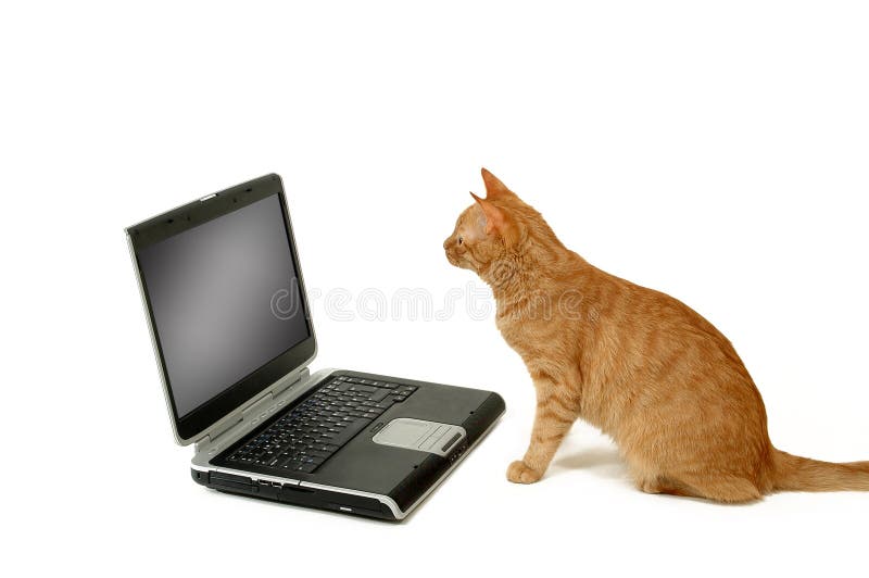 Cat Sitting Looking at Laptop Stock Photo - Image of creative ...