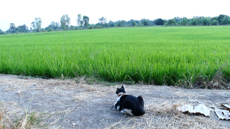 A Cat Sitting and Looking at a Rice Field Stock Photo - Image of mammal ...