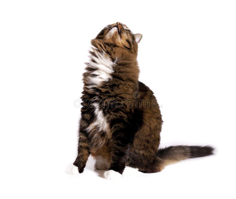 Cat Sitting Looking Upward immagine stock. Immagine di seduta - 50313149