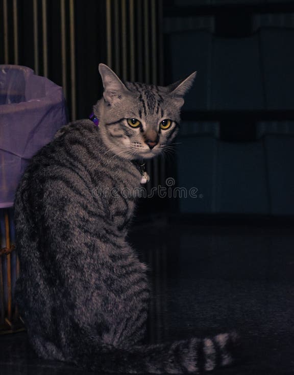 Cat is Sitting on Mable Floor. Stock Photo - Image of mable, sitting ...