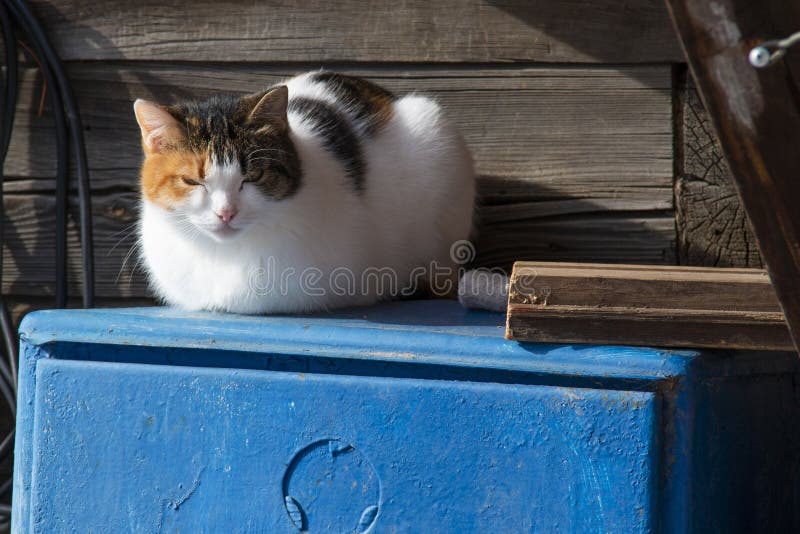 Cat sitting on a mailbox stock photo. Image of basks - 176022292