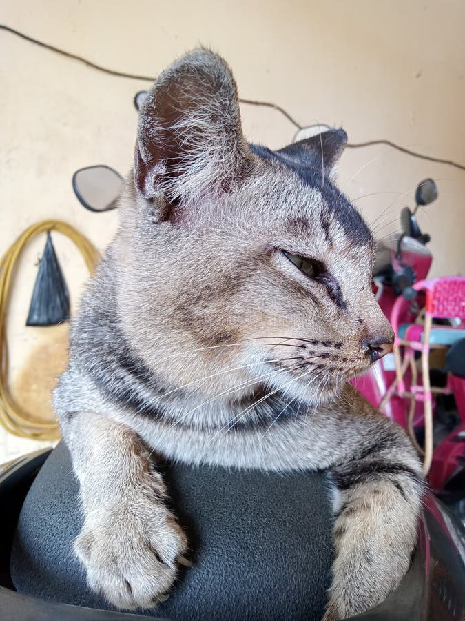 A Cat Sitting on a Motorbike with Bombastic Side Eye Stock Image ...