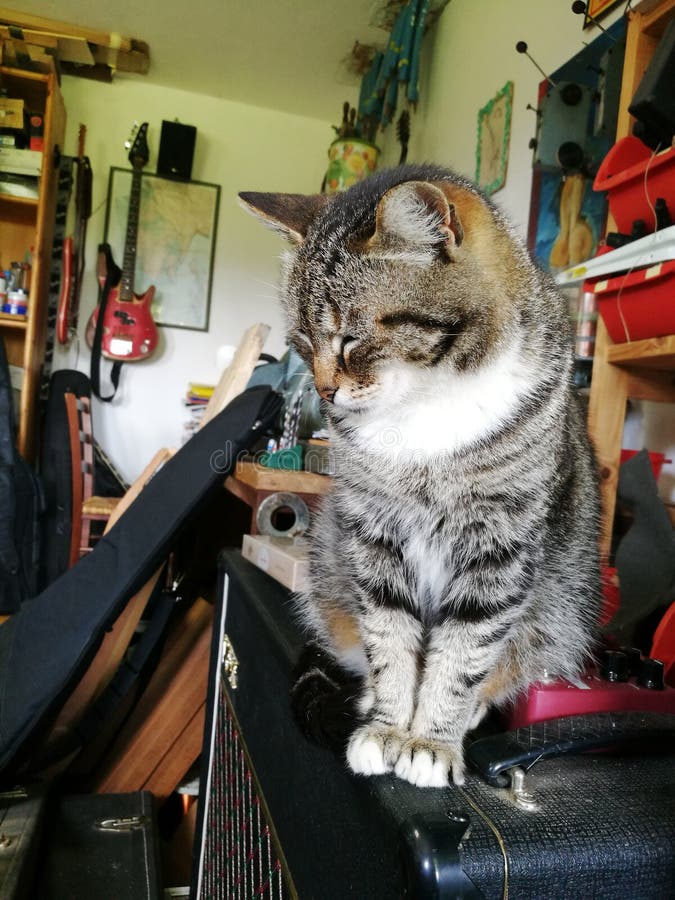 Cat in the Musical Instrument Workshop Stock Image - Image of tools ...
