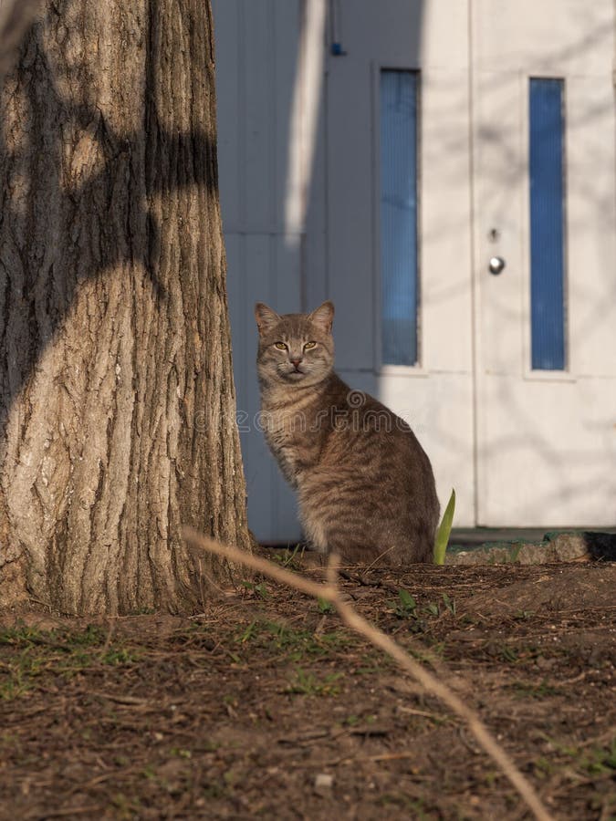 Cat Sitting Near a Tree, Sunny Day Stock Image - Image of sitting ...
