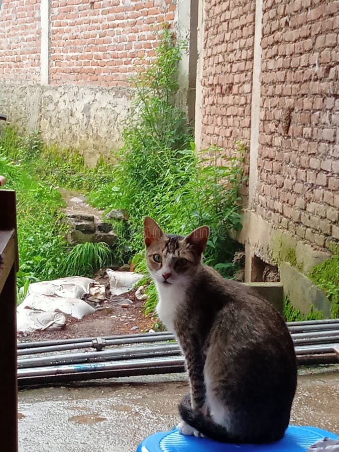A Cat Sitting on an Object Missing Her Kitty Stock Photo - Image of ...