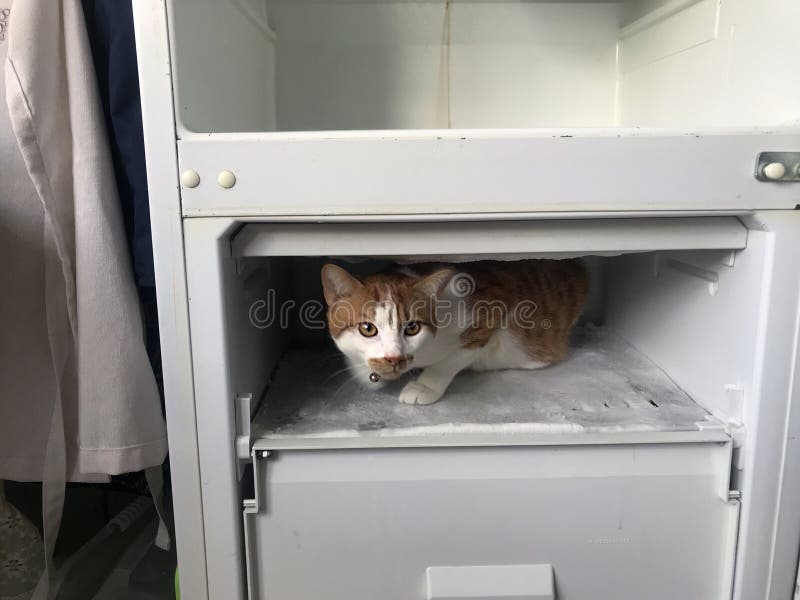 The Cat is Sitting in the Open Refrigerator. Peeking Out of the Freezer ...