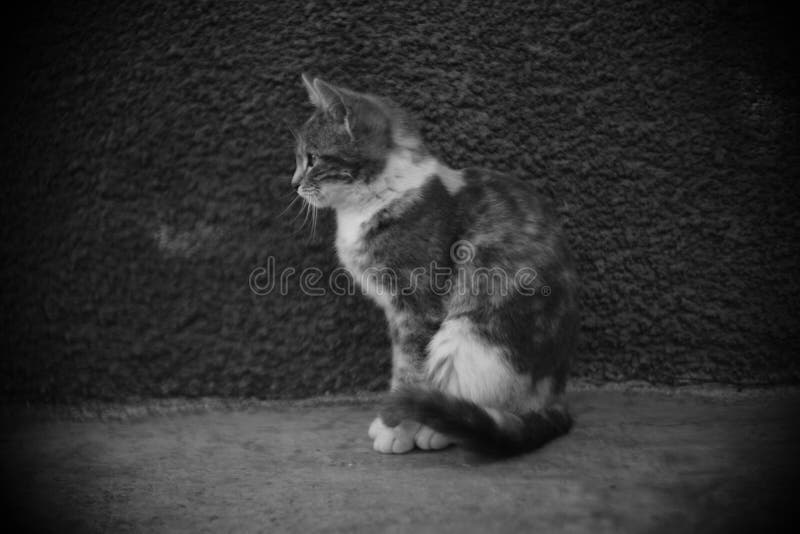 Cat Sitting Outdoors,cute Kitty Relax, Bw Photo, Side View Stock Image ...