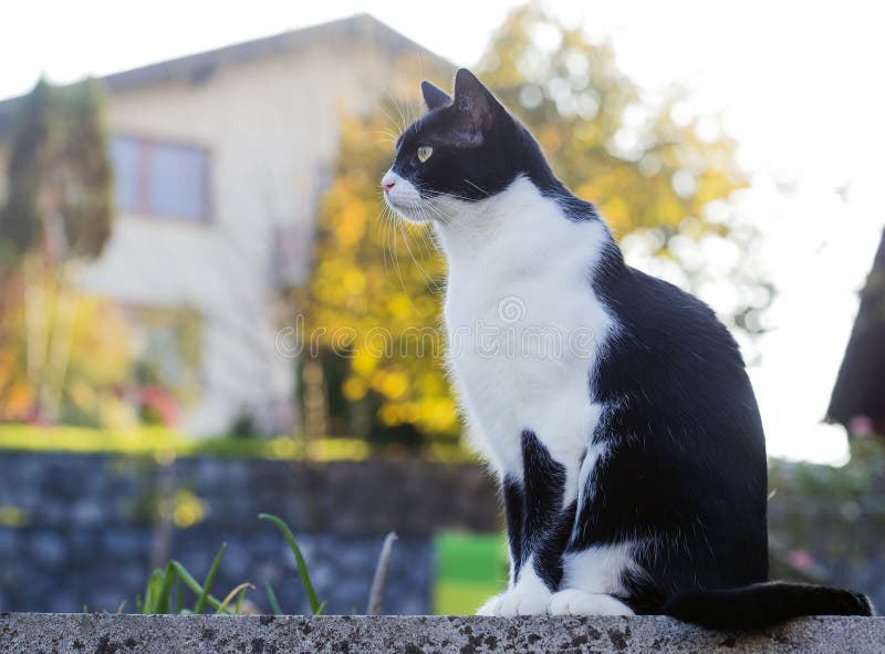 Cat sitting outside stock photo. Image of close, curiosity - 61939298