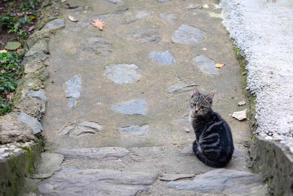 Cat sitting on a pathway stock photo. Image of carnivore - 254505918