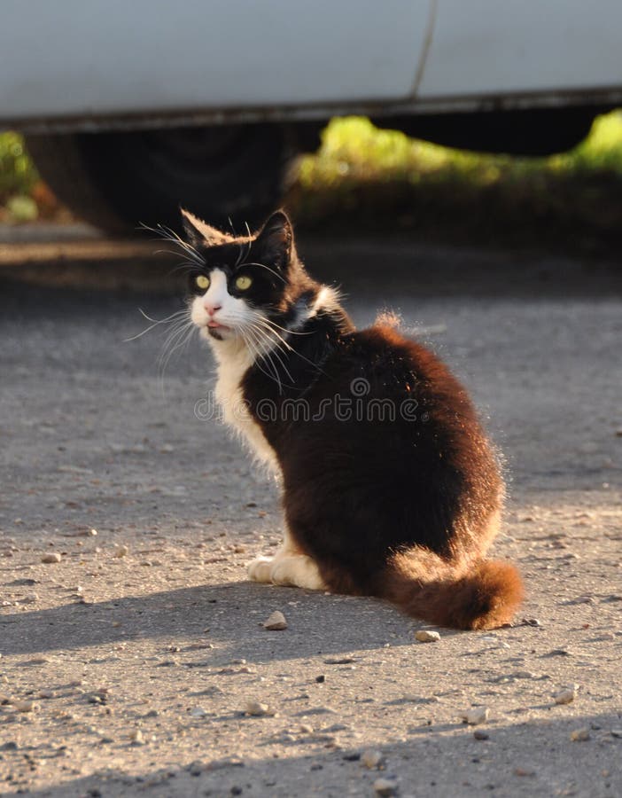 Cat Sitting on the Pavement Near the Car Stock Image - Image of darling ...