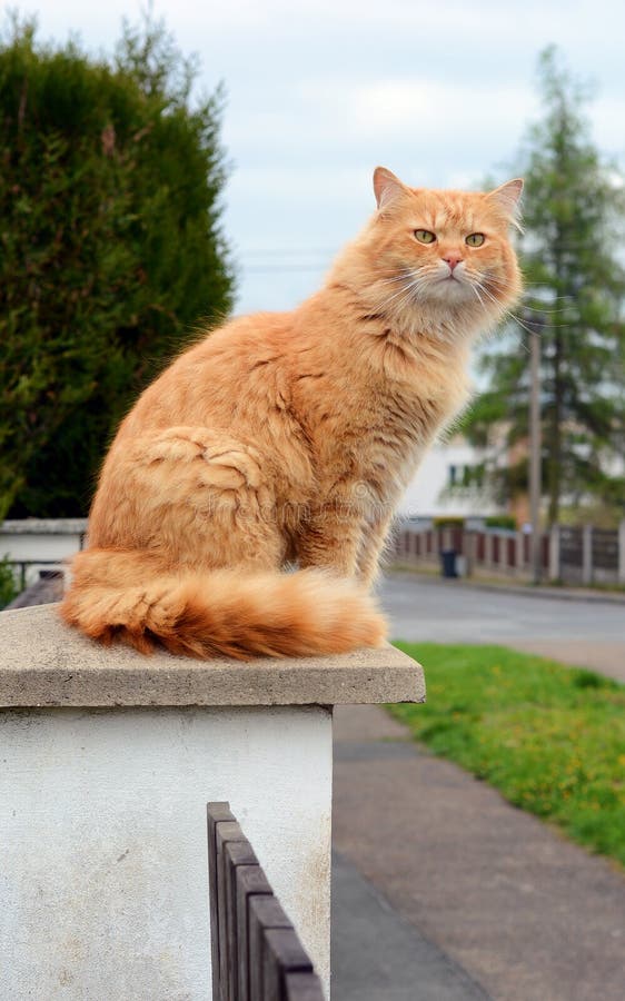 Cat sitting on a pole stock image. Image of post, country - 40551325