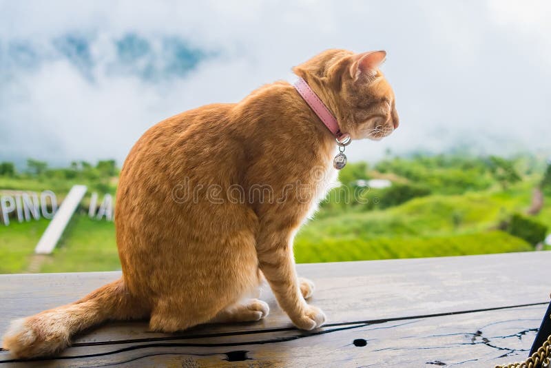 Cat sitting on porch rail stock image. Image of lonely - 250522585