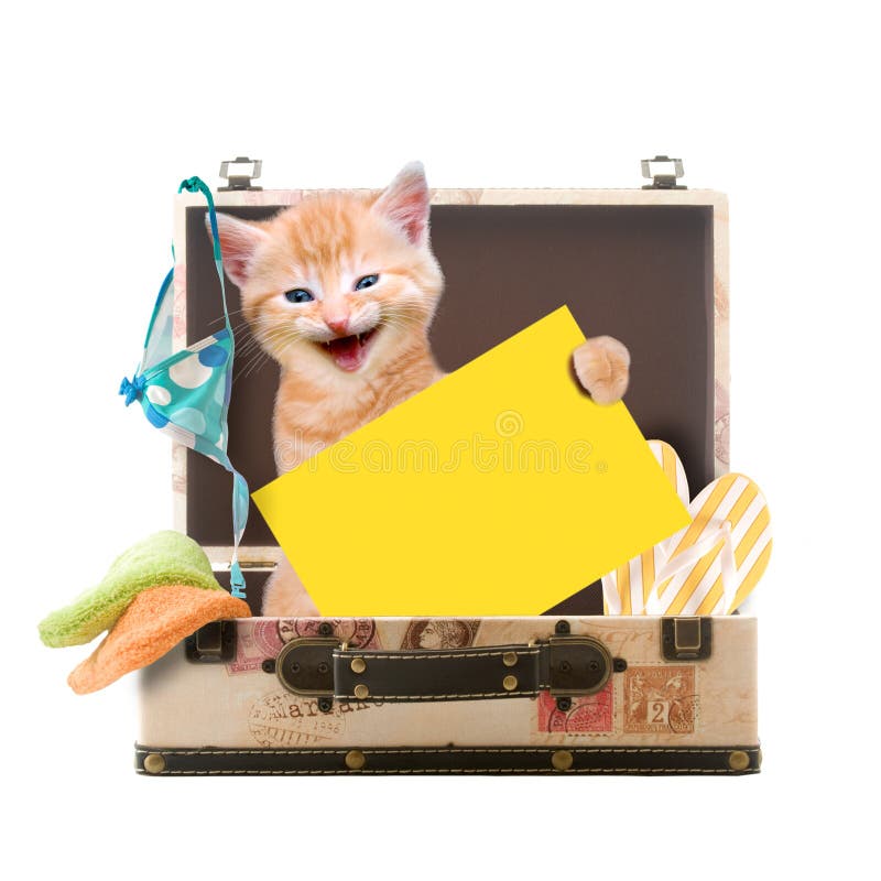 Cat Sitting with Poster in a Suitcase Stock Photo - Image of holiday ...