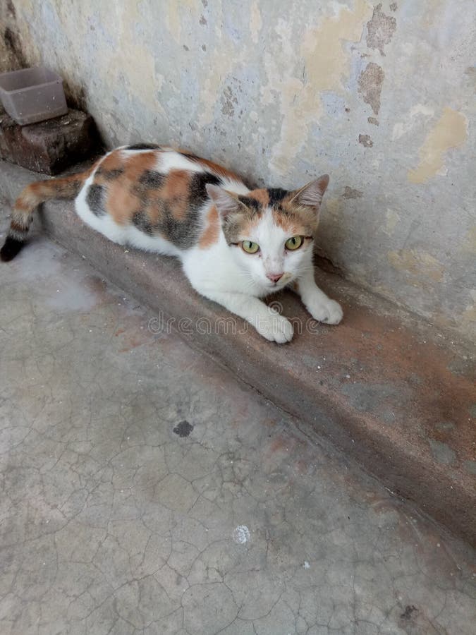 Cat sitting posture stock image. Image of mammals, cute - 156037331