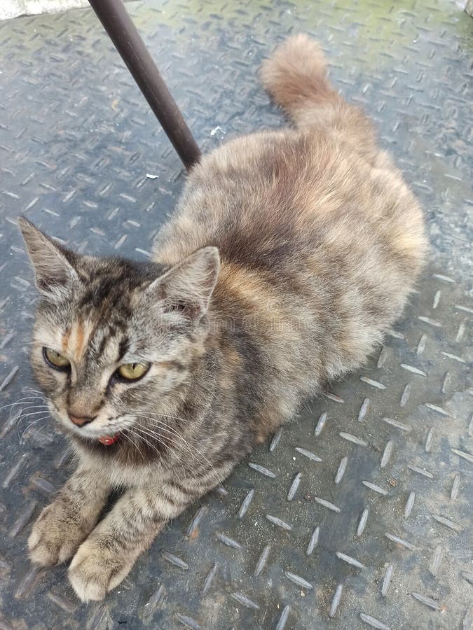 The Cat is Sitting Pretty in Front of Me, Meow Meow Stock Photo - Image ...