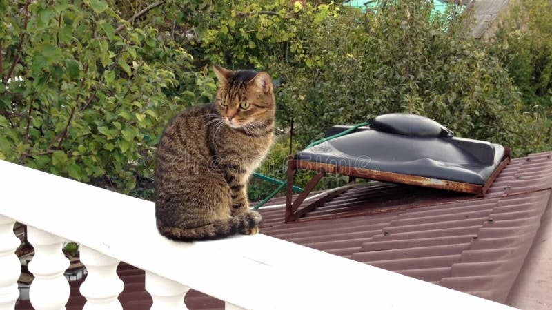 Cat is Sitting on a Railing and Looking at Something in the Distance ...